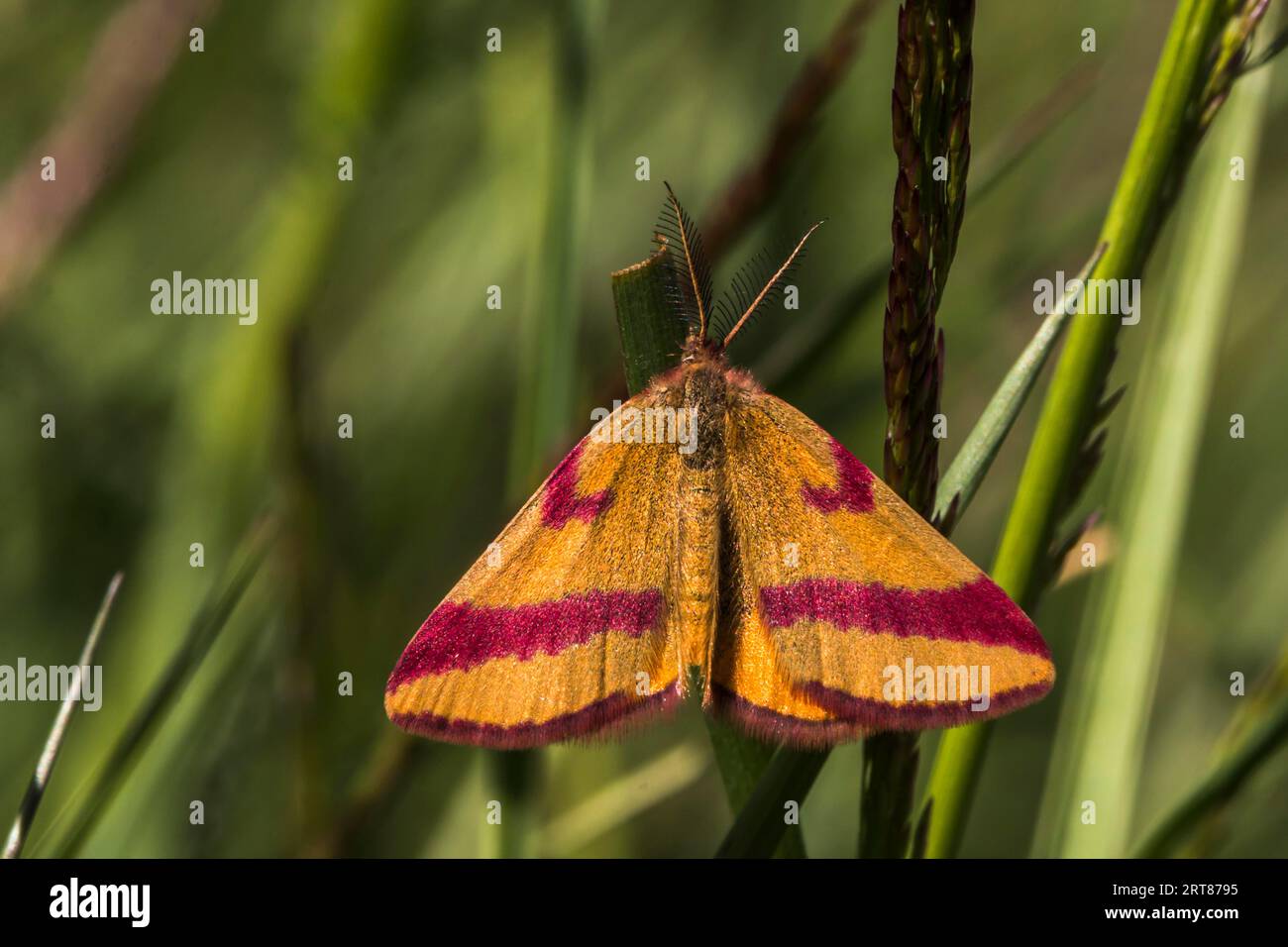 Dock purple moth is sitting on a grass-stalk, A purple-barred yellow is ...