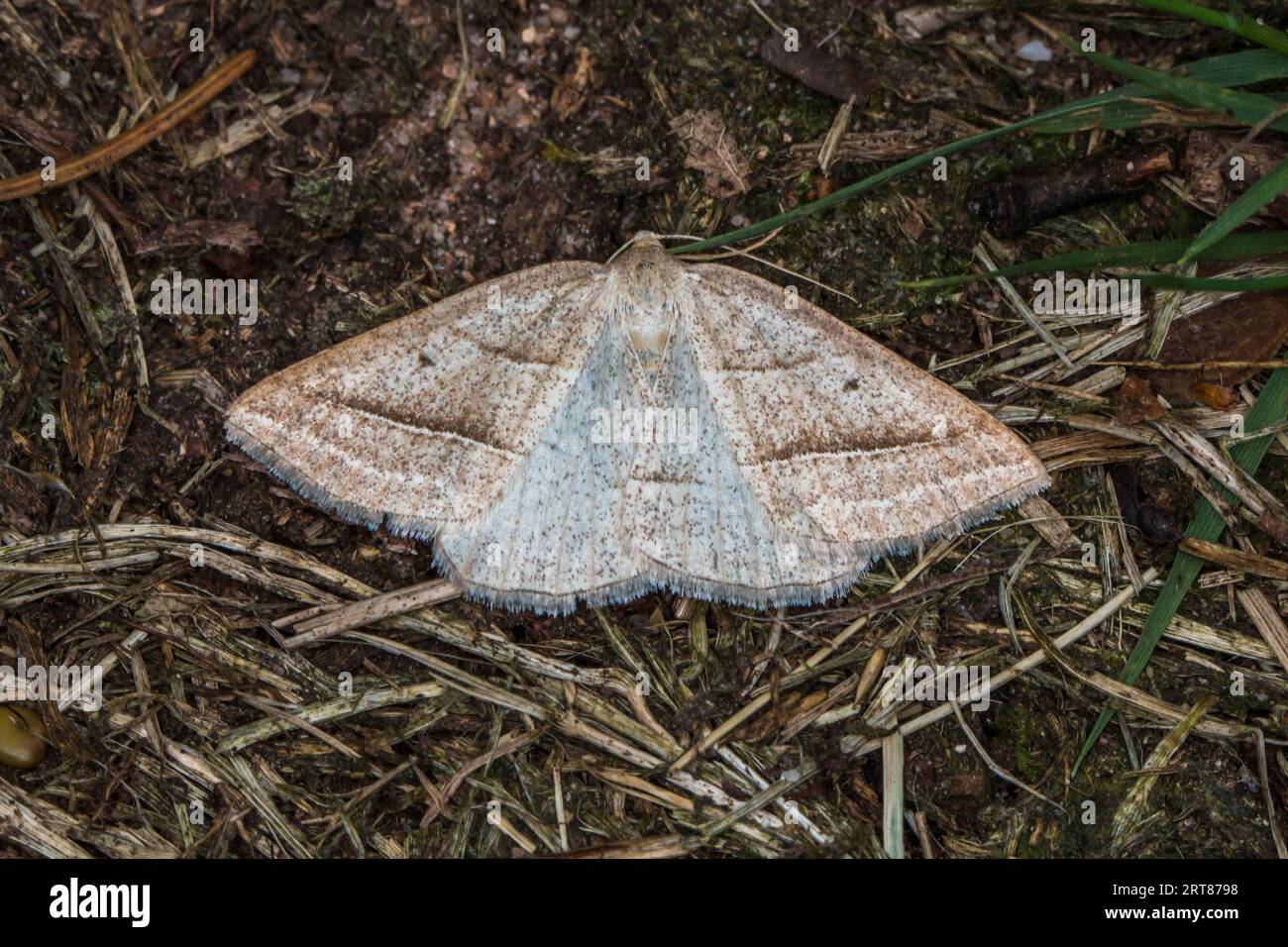 A Morwald eagle fern moth on the forest floor, A brown silverline moth ...