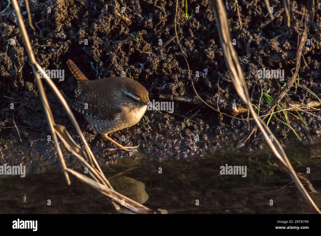 A wren in the reeds of a brook bank, A wren in the reed Stock Photo - Alamy