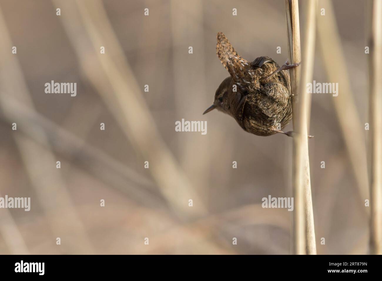 A wren in the reeds of a brook bank, A wren in the reed Stock Photo - Alamy
