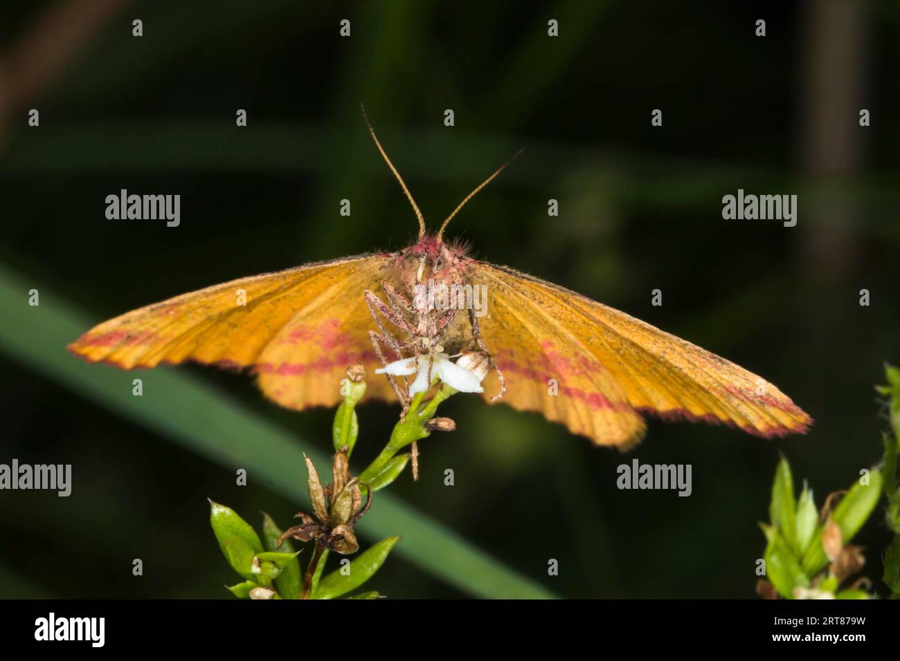 Dock purple moth sitting on a blade of grass, A purple-barred yellow ...