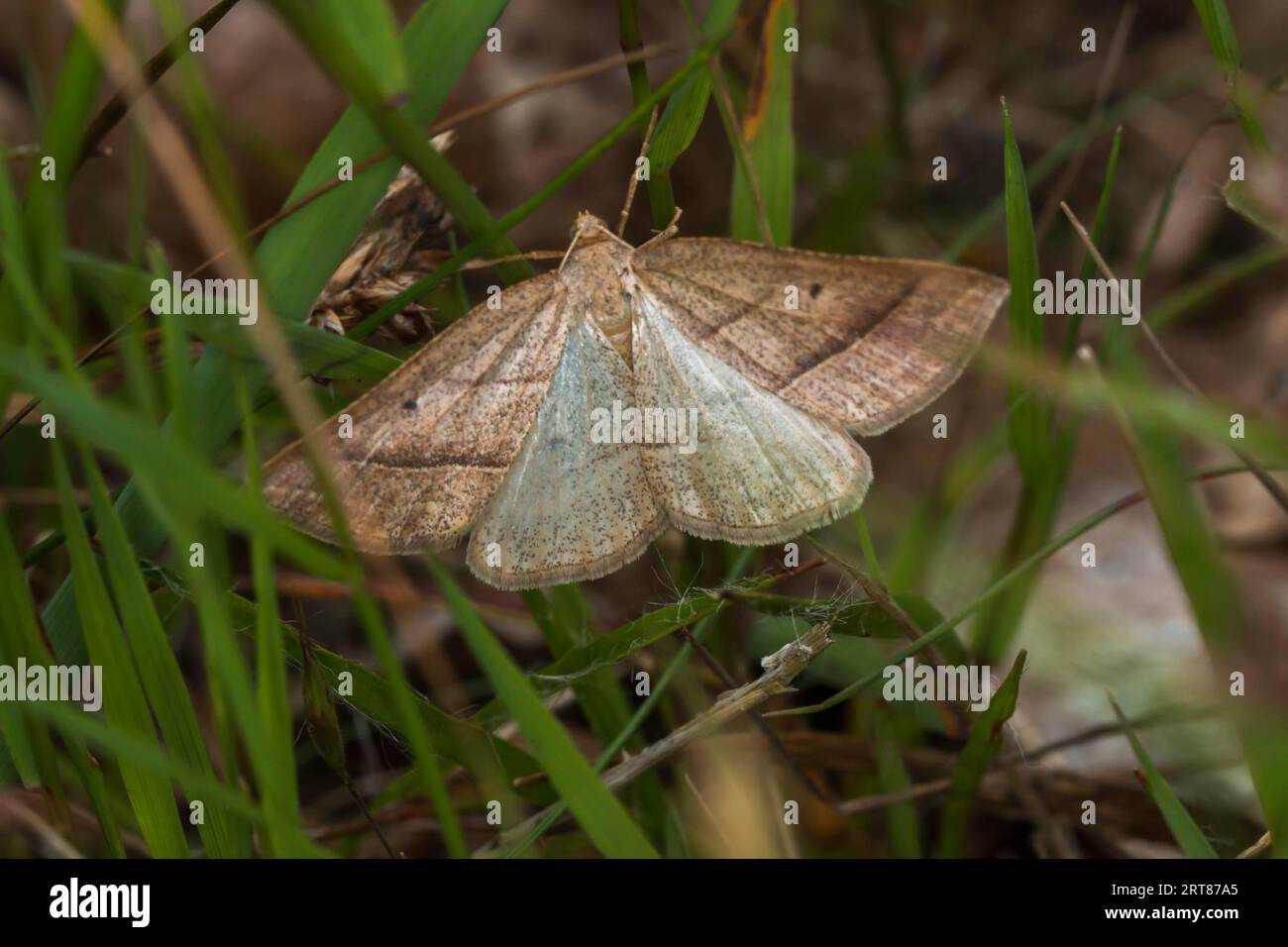 A Morwald eagle fern moth on the forest floor, A brown silver line moth ...