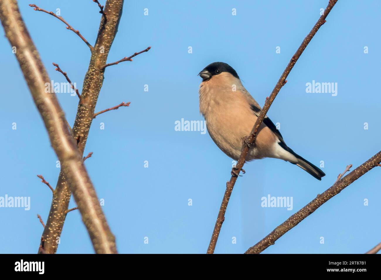 Bullfinch food hi-res stock photography and images - Alamy