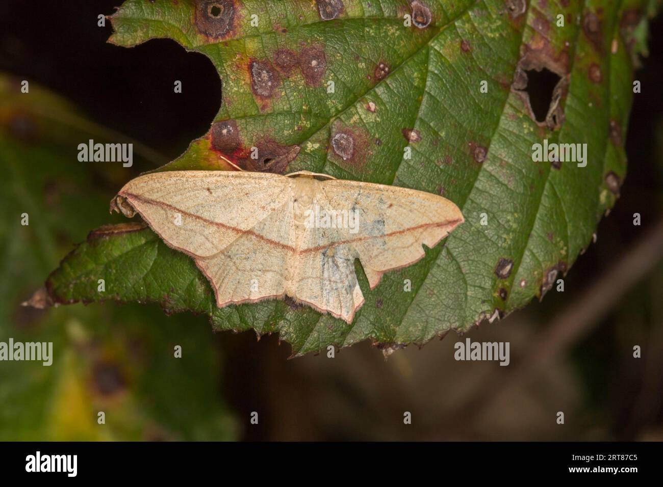 Blood vein moth hi-res stock photography and images - Alamy