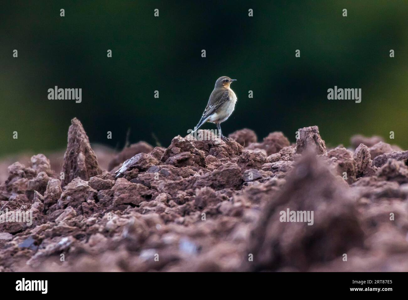 Common wheatear hi-res stock photography and images - Alamy