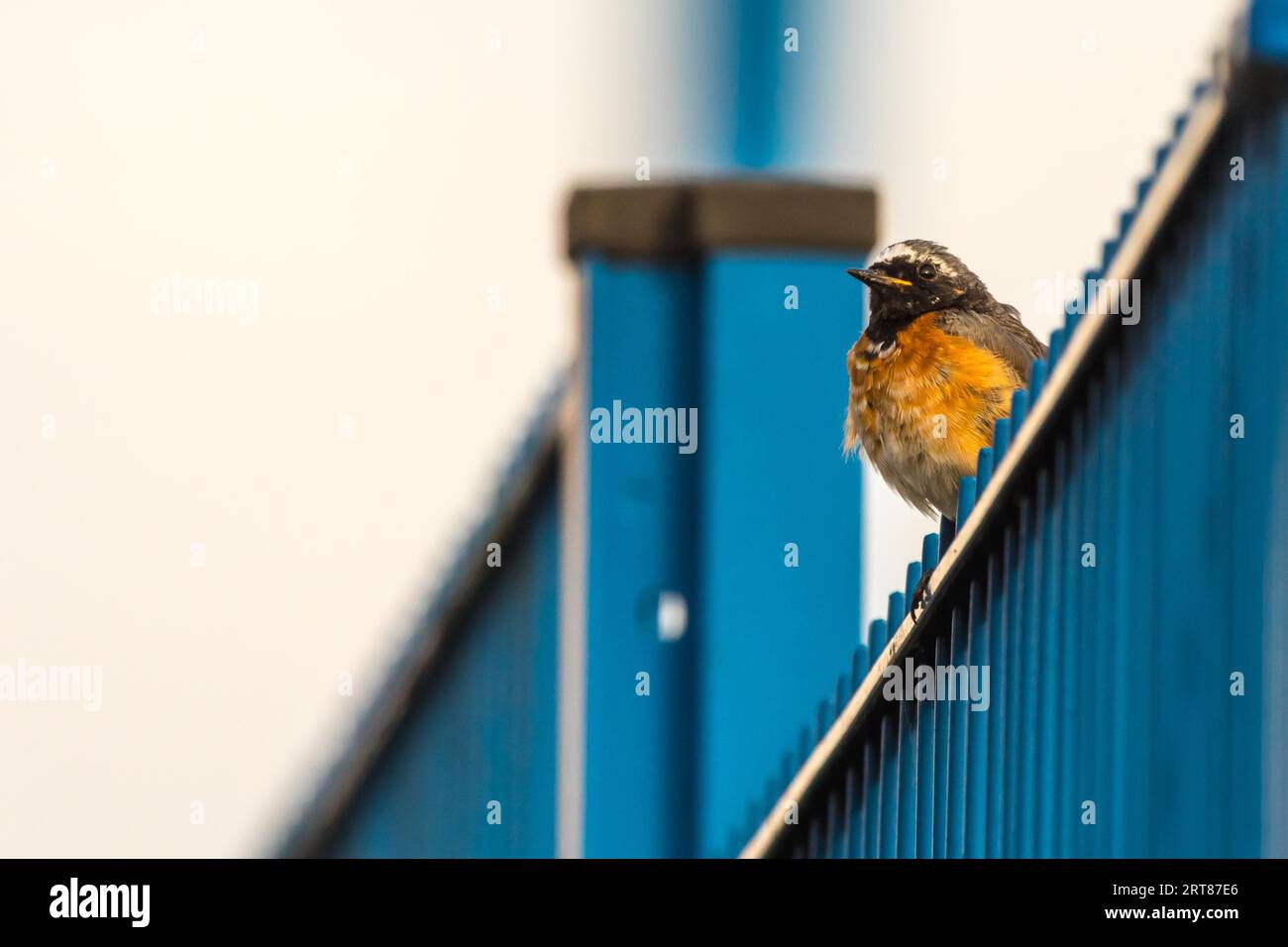 A garden tail sits on its perch, A common redstart Stock Photo - Alamy