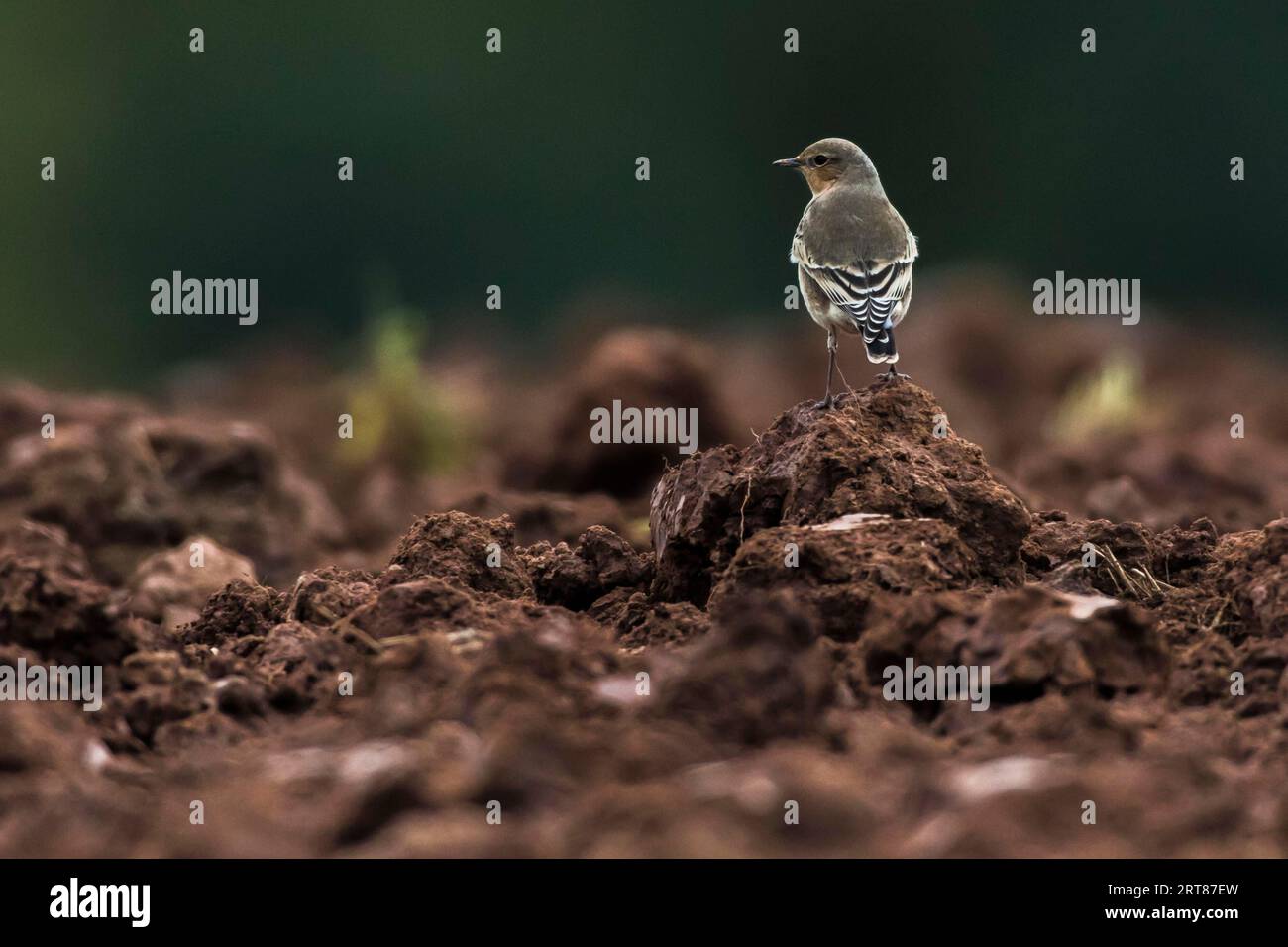 Common wheatear hi-res stock photography and images - Alamy