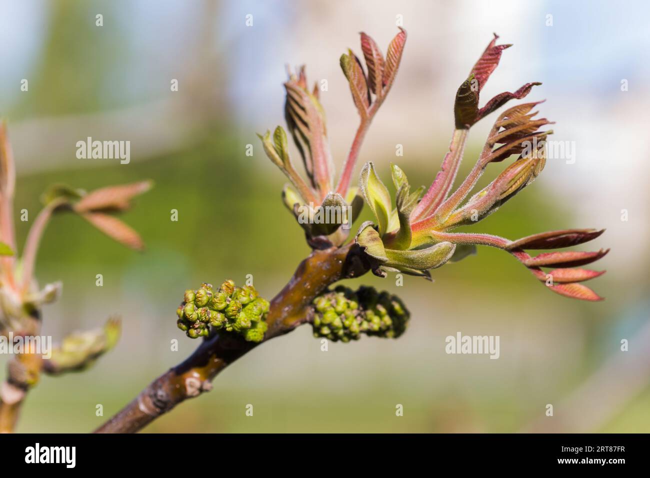 Walnut blooms. Walnuts young leaves and inflorescence on a city ...
