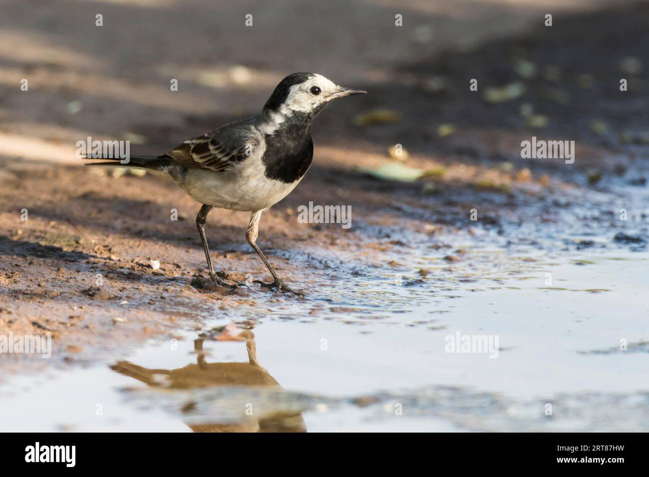 A wagtail takes a bath in a puddle, A white wagtail on a puddle Stock ...