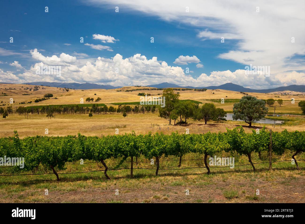 A view from near Delatite Winery of the Howqua Valley towards Mt Buller ...