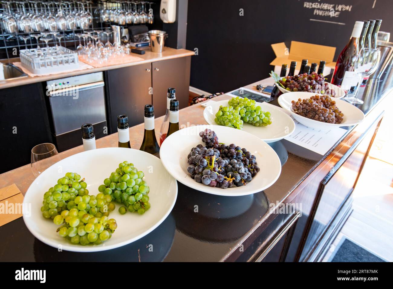 Wine grapes fresh off the vine available for tasting in the Mornington ...