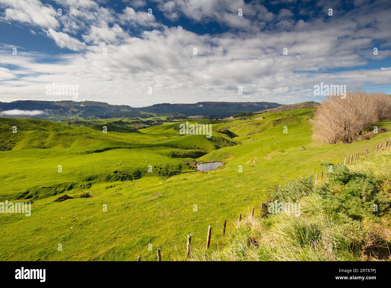 Napier grass hi-res stock photography and images - Alamy