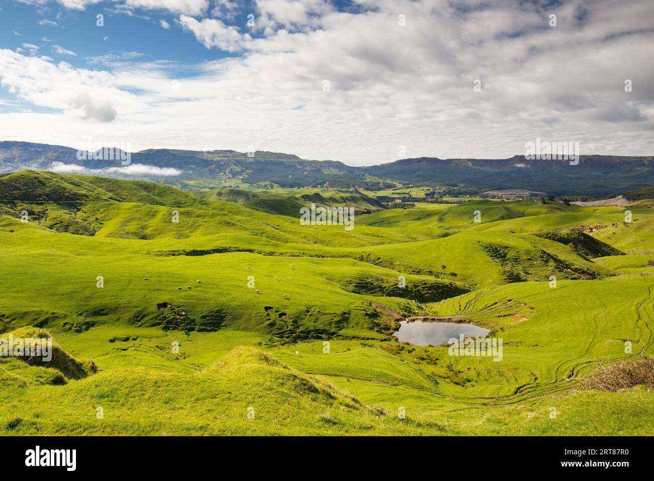 Napier grass hi-res stock photography and images - Alamy