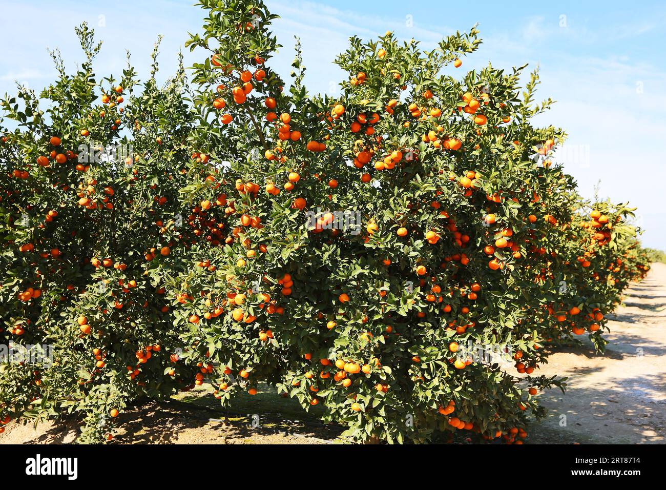 Tangerine tree - California Stock Photo - Alamy