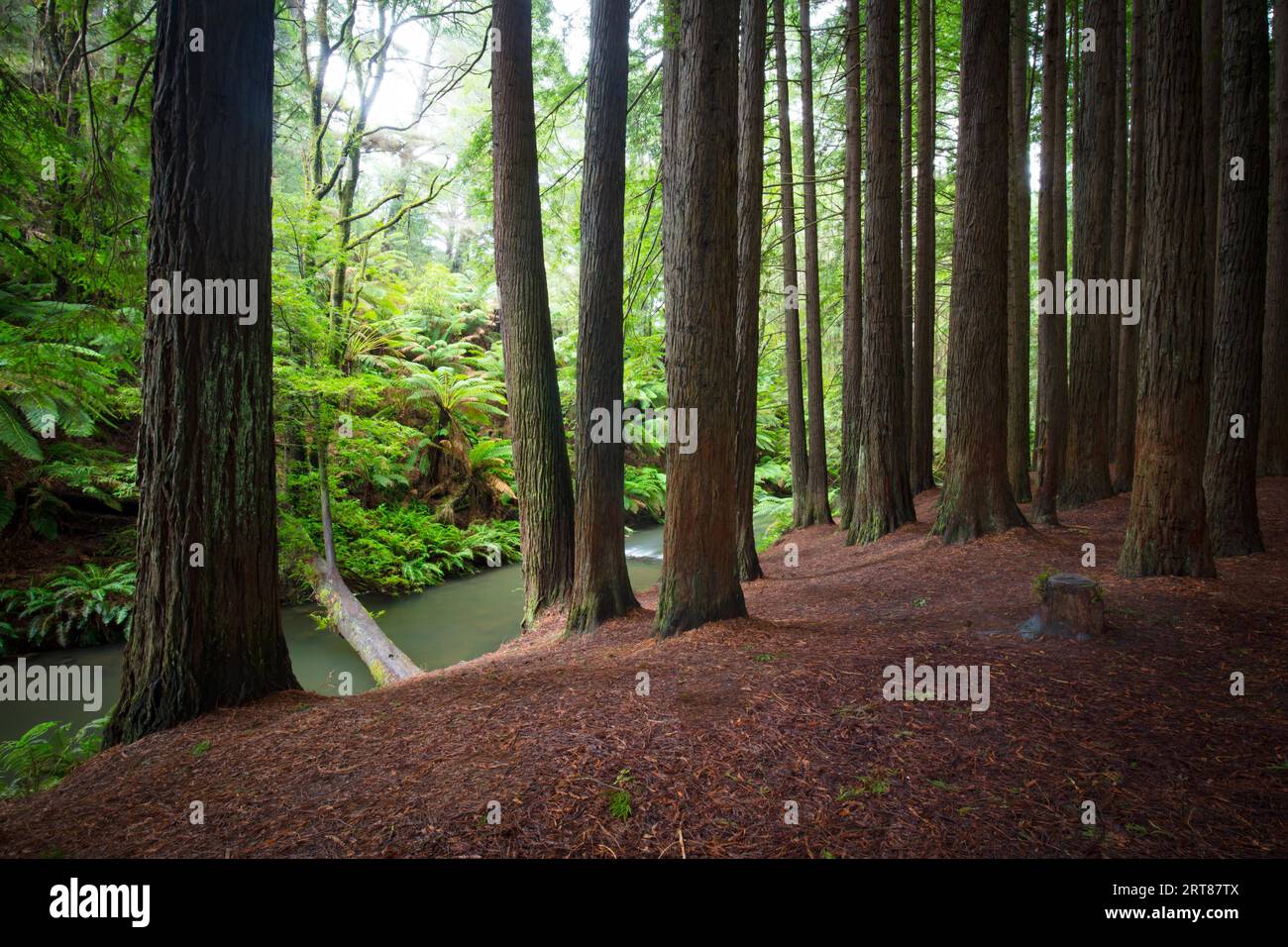 The tranquil Californian Redwood Forest in Cape Otway, Victoria ...