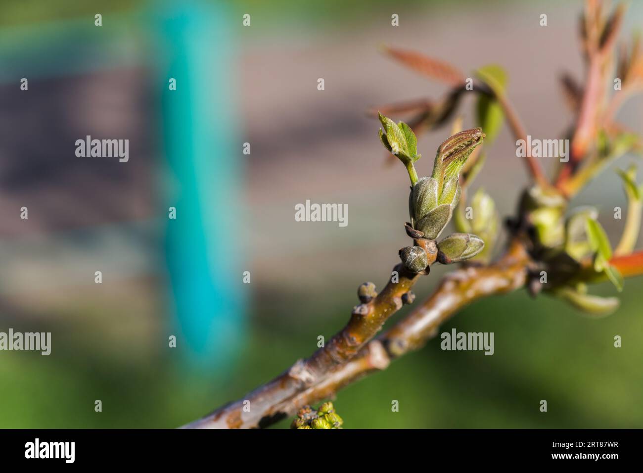 Walnut blooms. Walnuts young leaves and inflorescence on a city ...