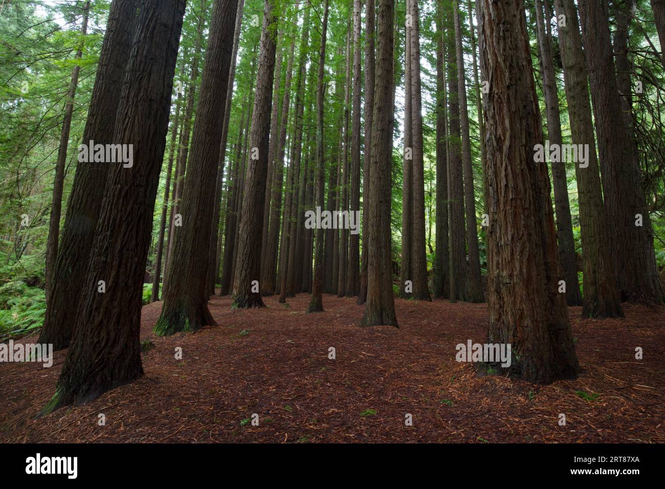 The tranquil Californian Redwood Forest in Cape Otway, Victoria ...