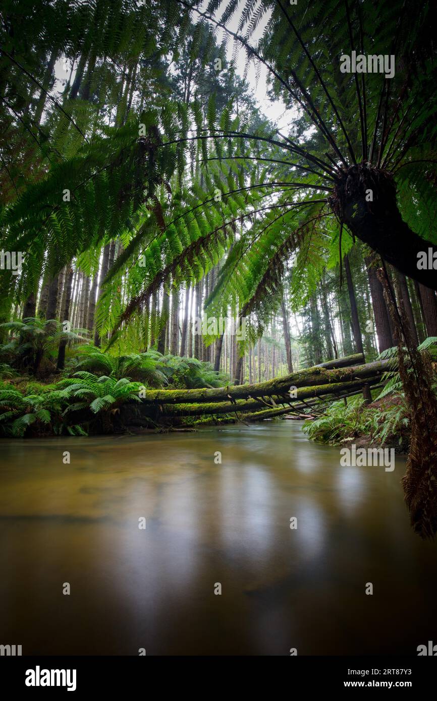 Australian redwood tree hi-res stock photography and images - Alamy