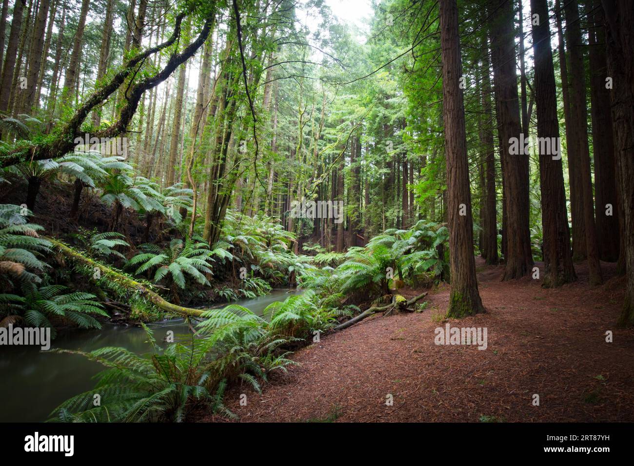 The tranquil Californian Redwood Forest in Cape Otway, Victoria ...