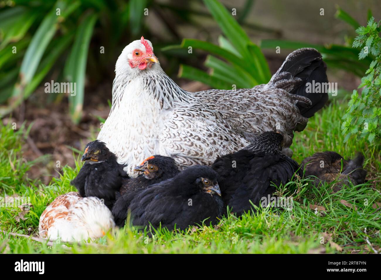 Chicken Photography April Bloomfield's Chicken Secret