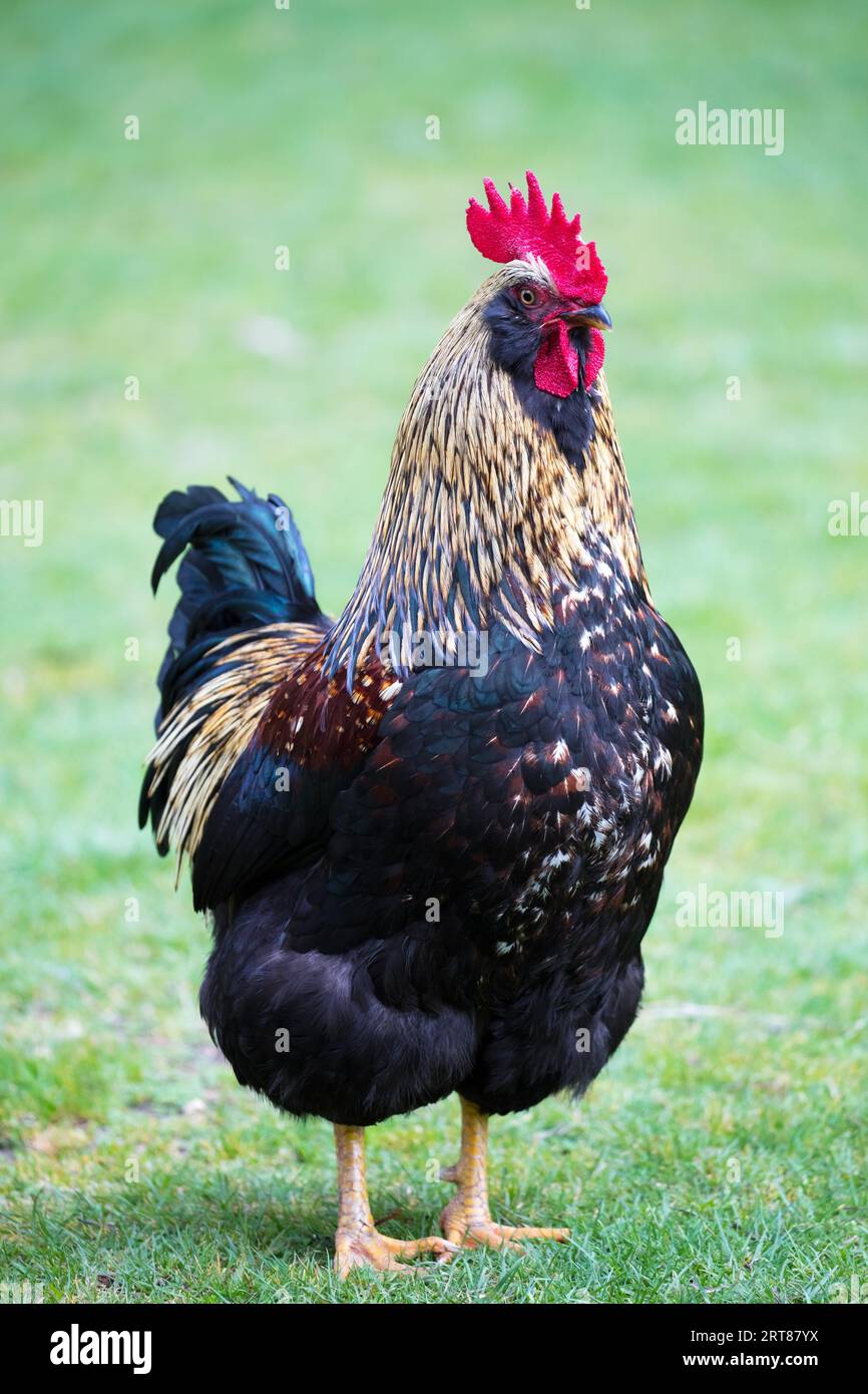 New zealand animal hi-res stock photography and images - Alamy