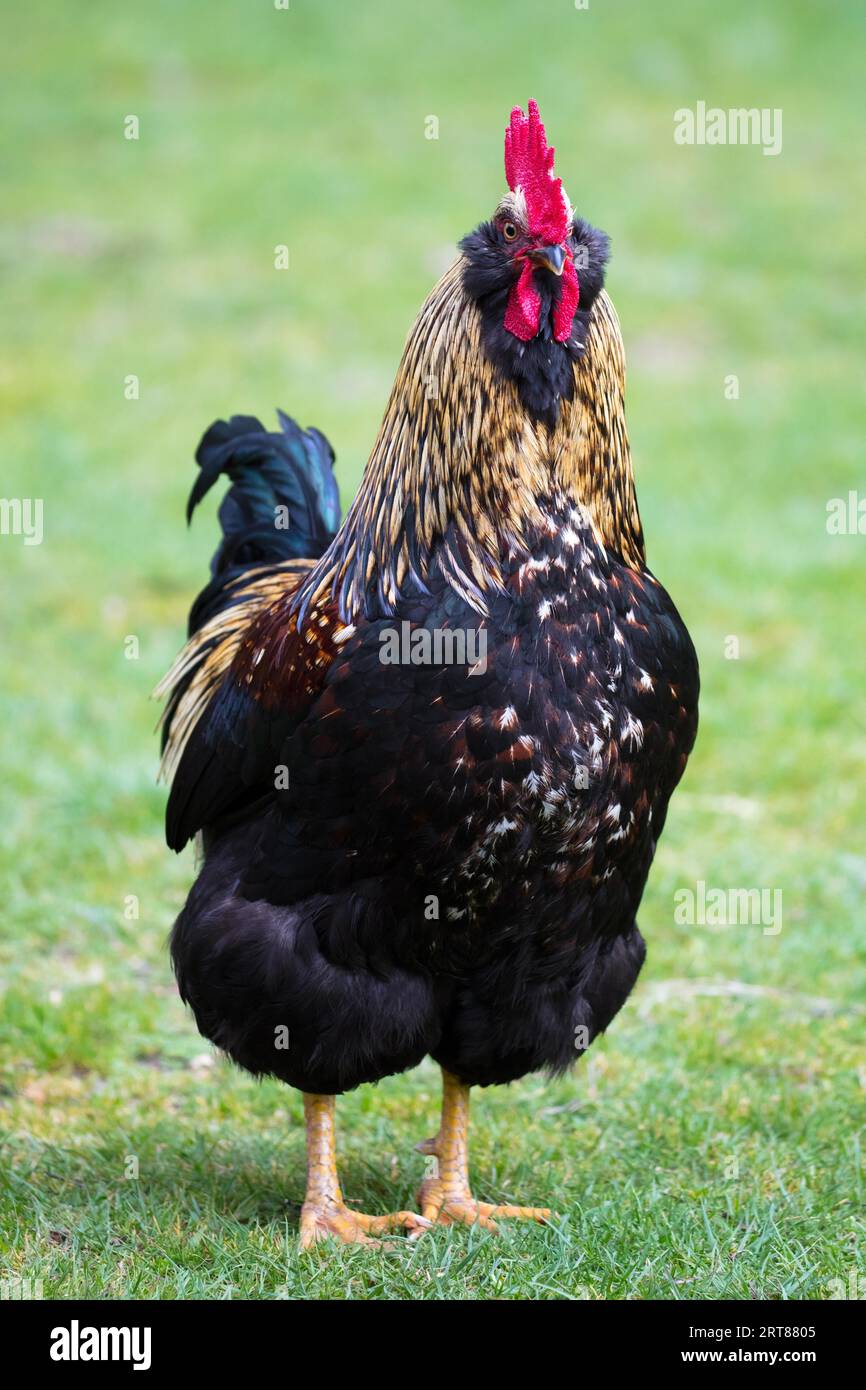 A Barnevelder chicken at a farm in New Zealand Stock Photo - Alamy