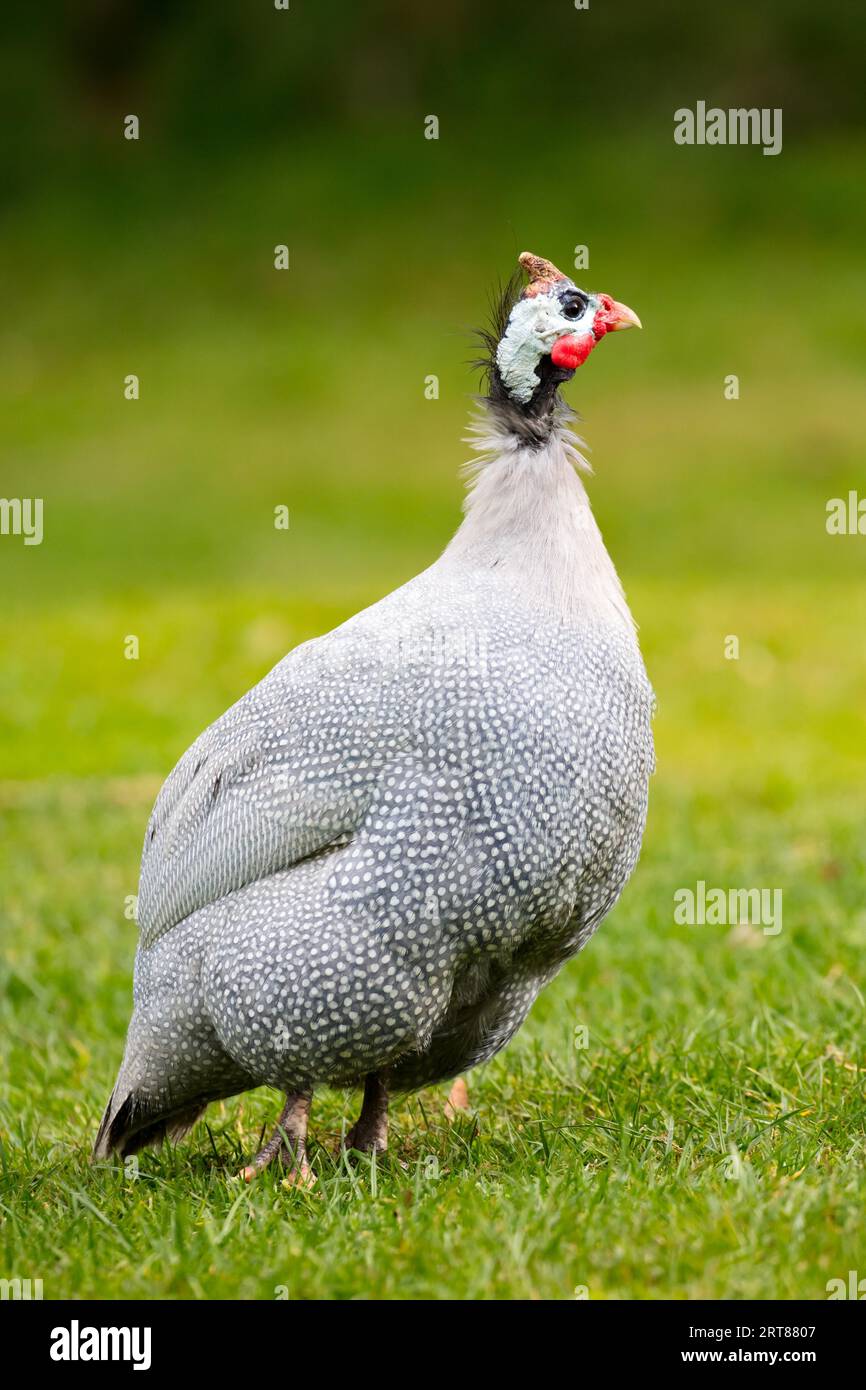 A helmeted guineafowl roams a grassy field for food in New Zealand ...