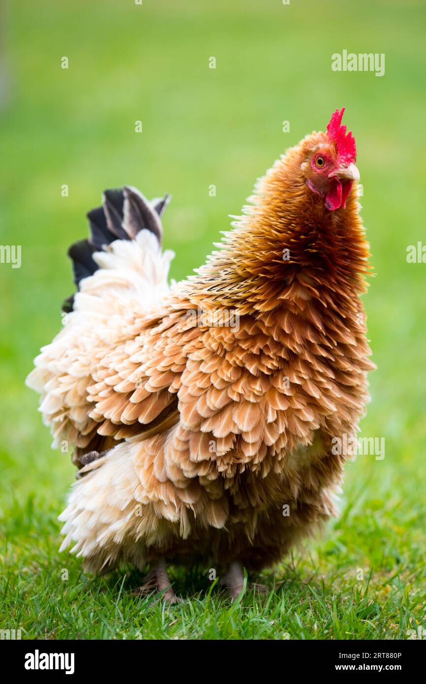 A brown shaver hen happily searches for food in a grassy paddock in New ...