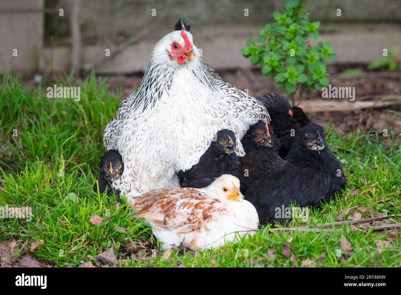 A female chicken looks after its chicks in a garden in New Zealand ...