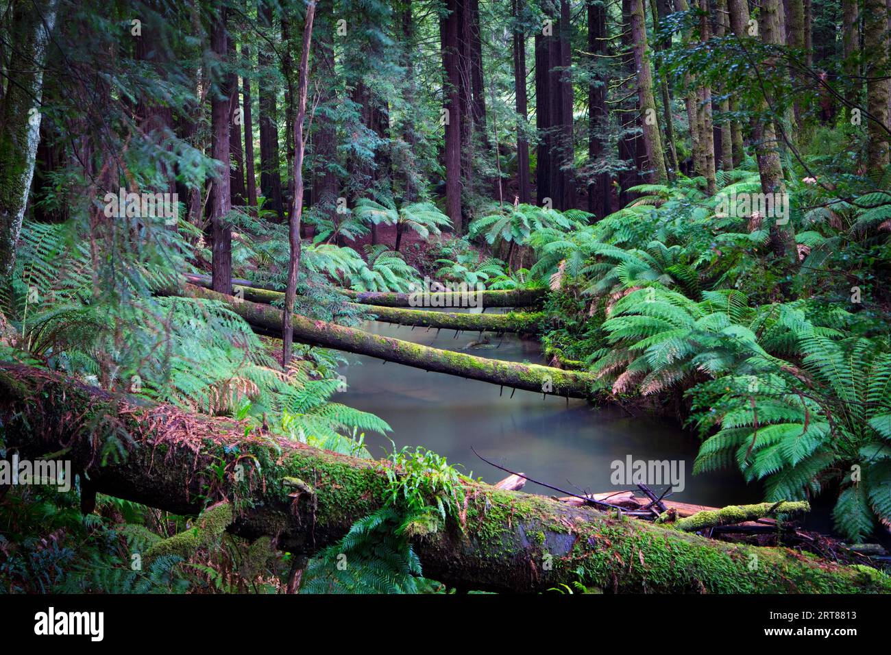 The tranquil Californian Redwood Forest in Cape Otway, Victoria ...