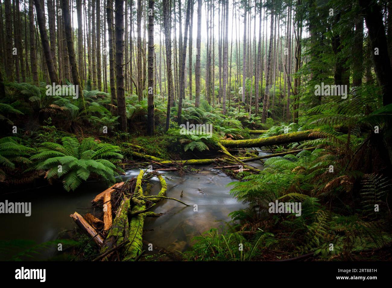 The tranquil Californian Redwood Forest in Cape Otway, Victoria ...