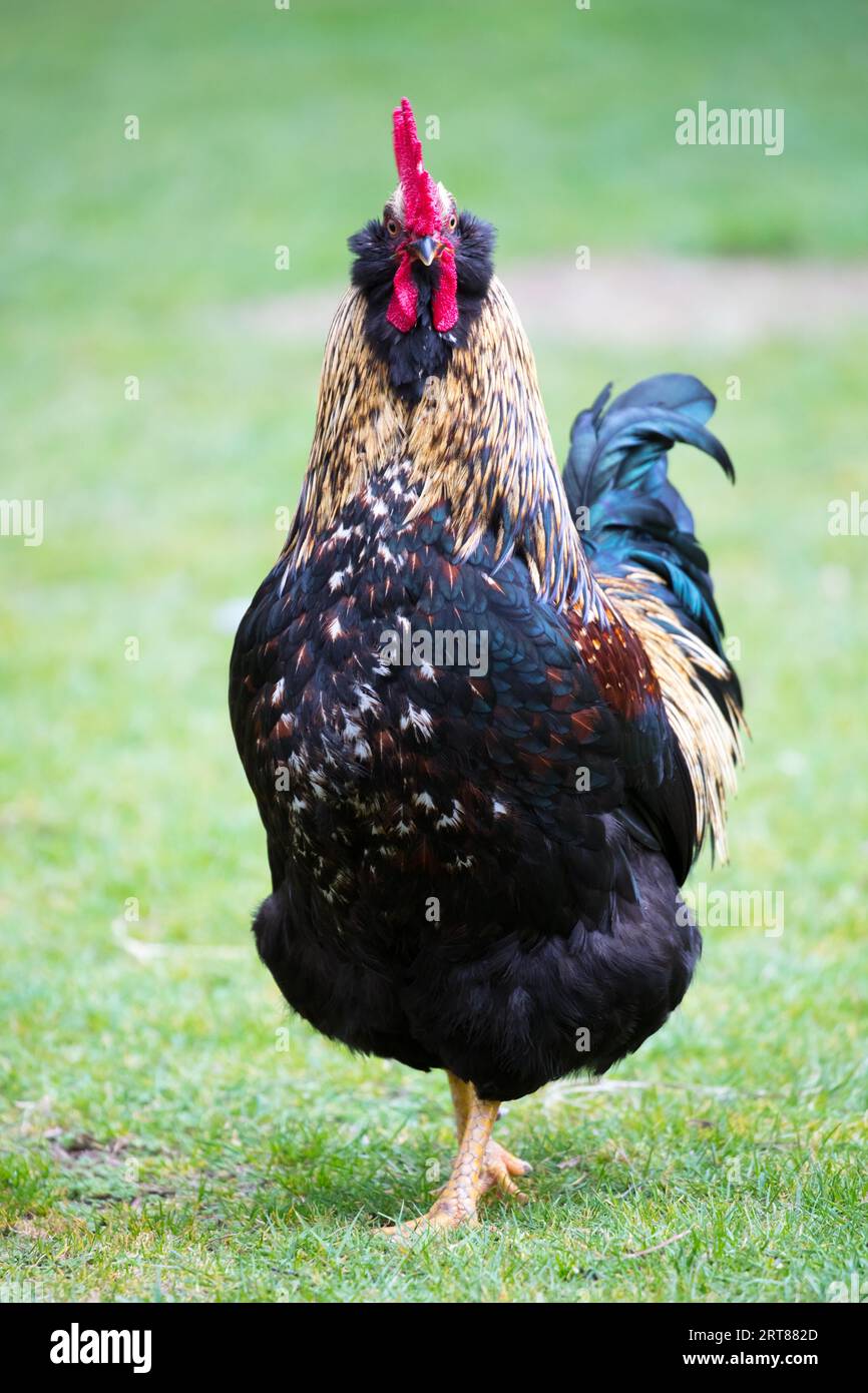 A Barnevelder chicken at a farm in New Zealand Stock Photo - Alamy
