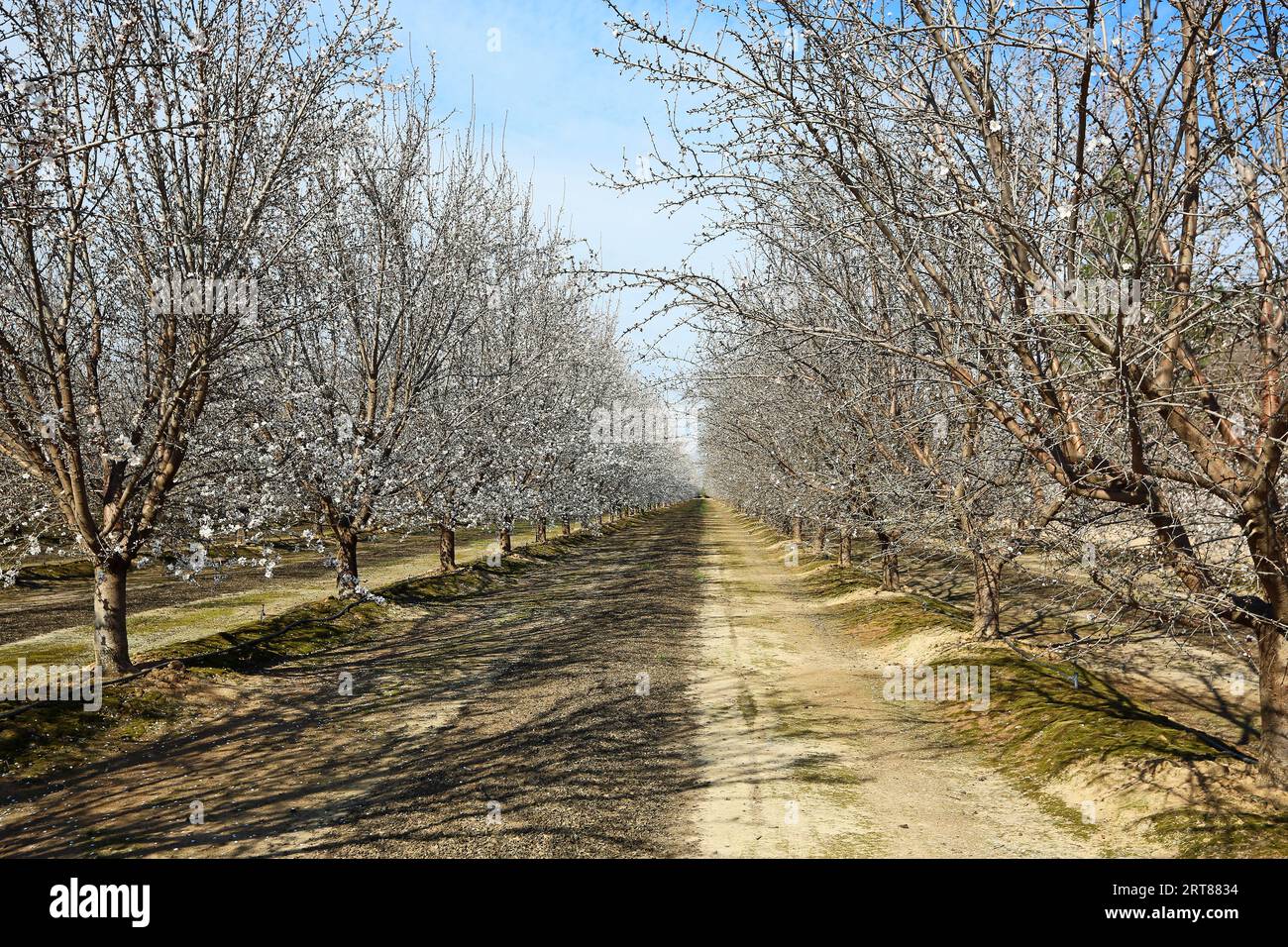 Almond tree alley - California Stock Photo - Alamy