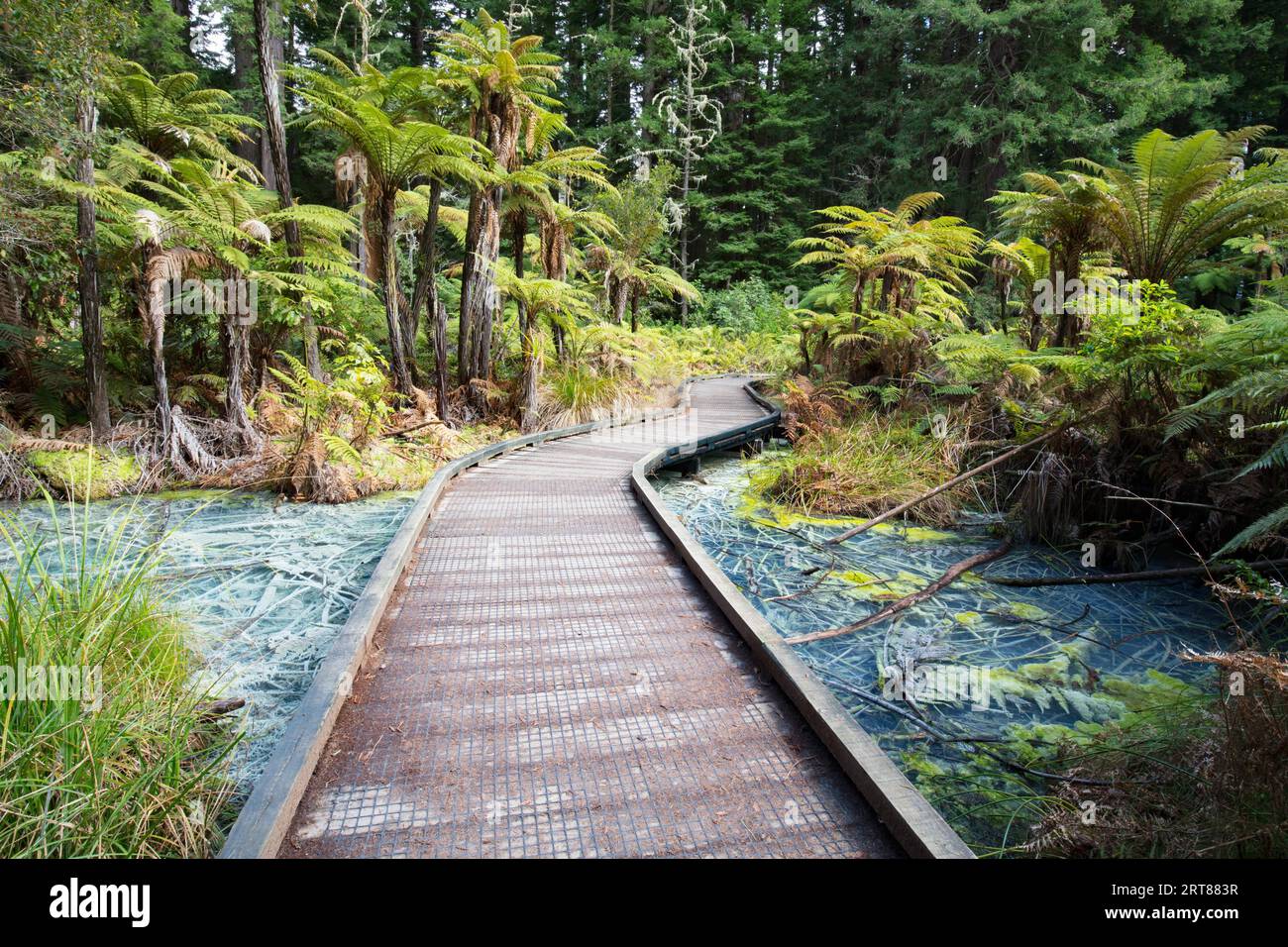 Acidic sulphur pools in the Redwoods forest park, Whakarewarewa ...