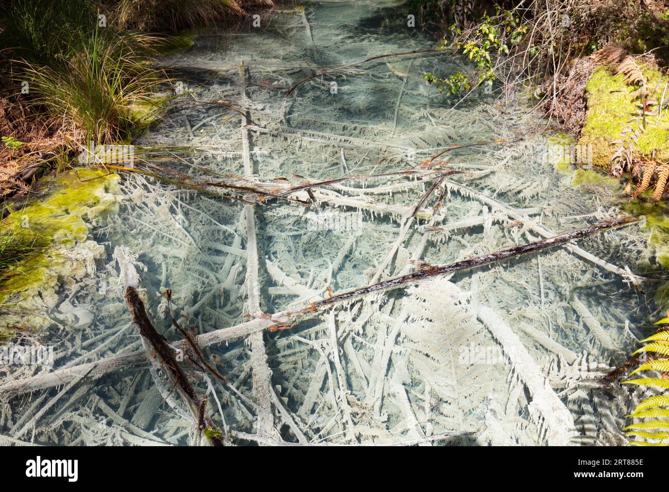 Acidic sulphur pools in the Redwoods forest park, Whakarewarewa ...