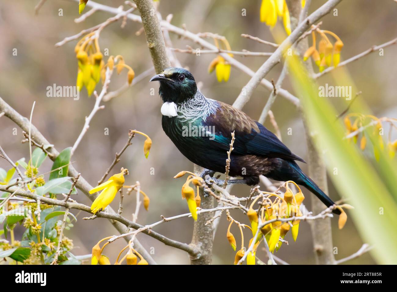 Tui bird hi-res stock photography and images - Alamy
