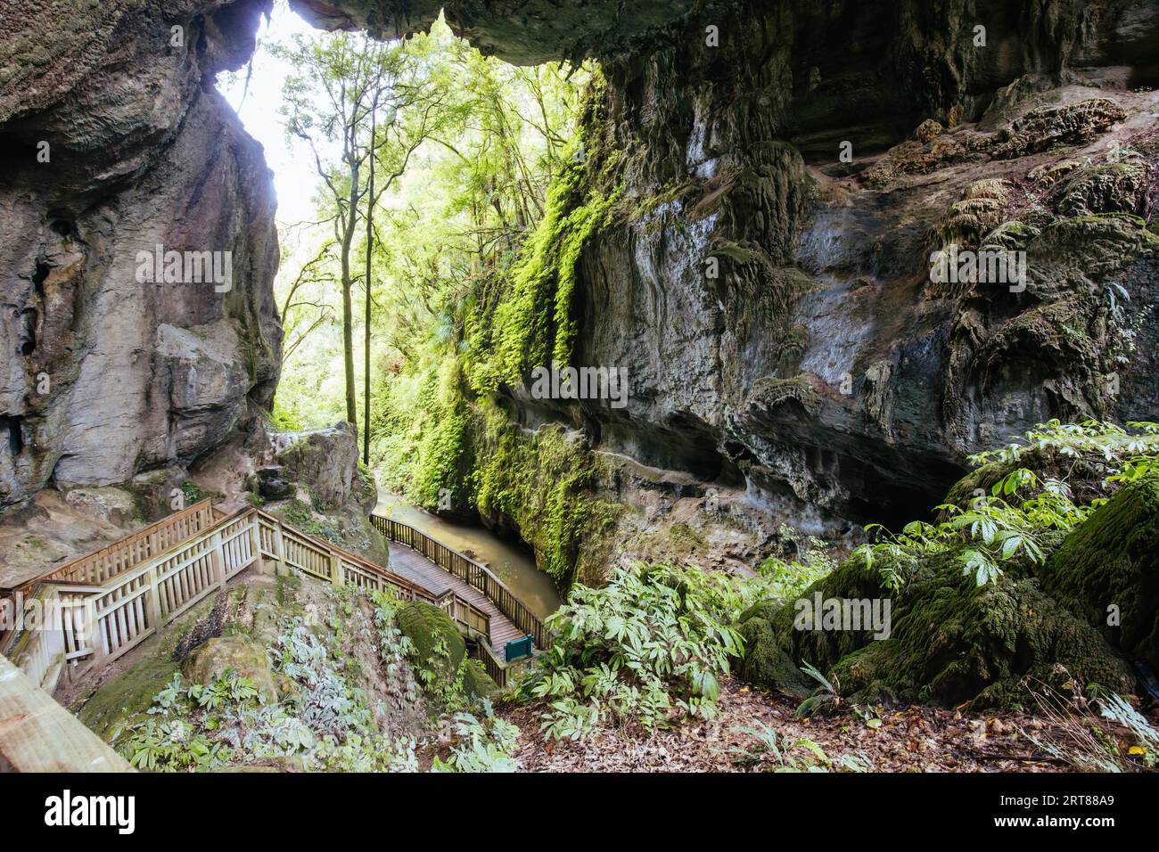 The famous Mangapohue Natural Bridge near Waitomo Caves on New Zealand ...