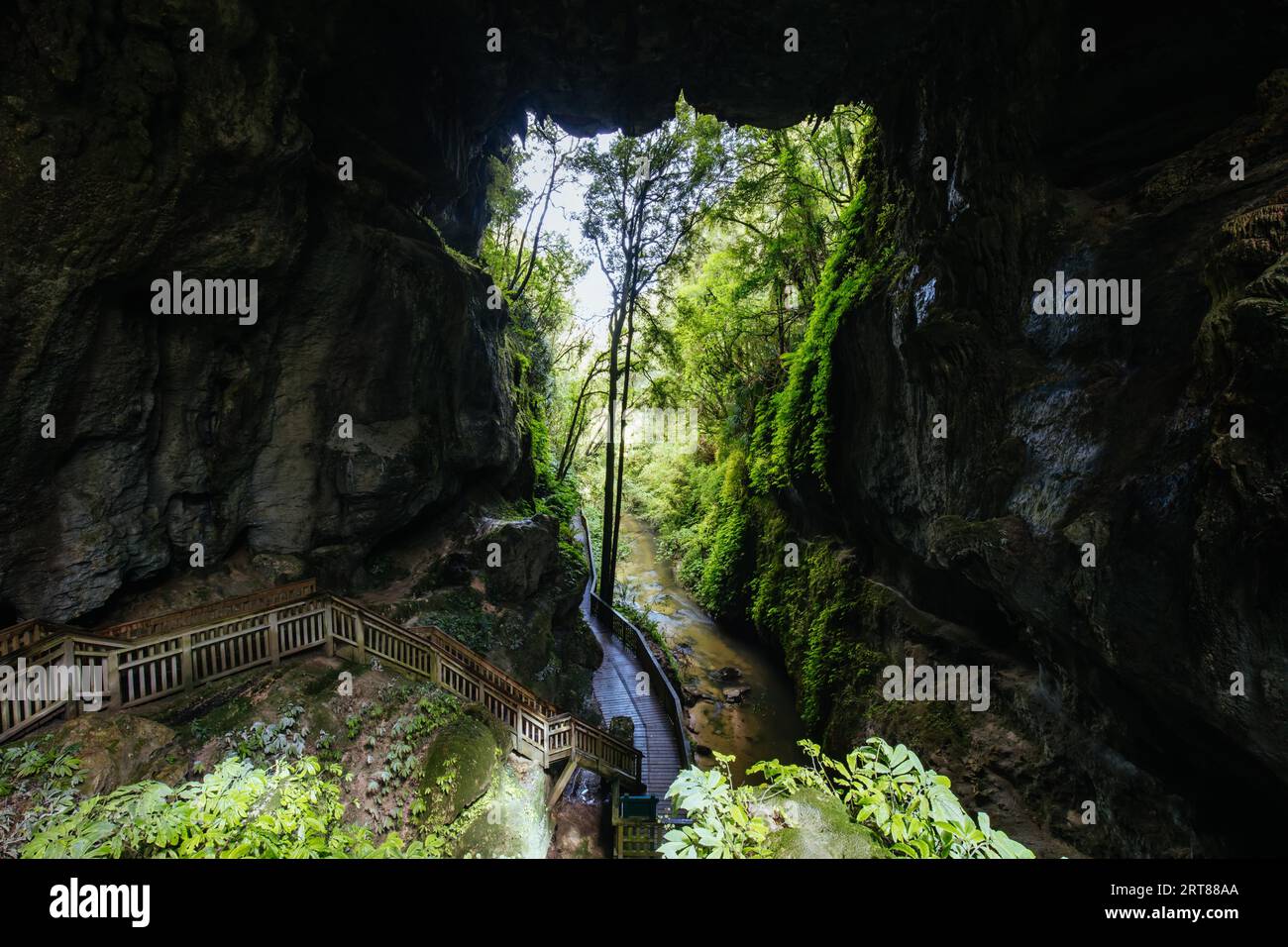 The famous Mangapohue Natural Bridge near Waitomo Caves on New Zealand ...
