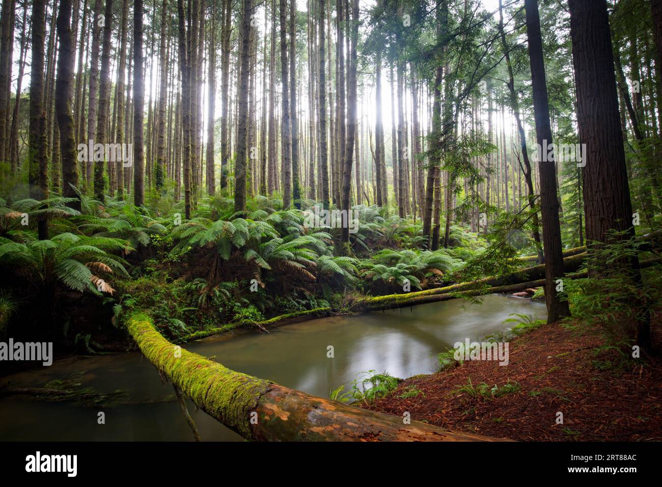 The tranquil Californian Redwood Forest in Cape Otway, Victoria ...
