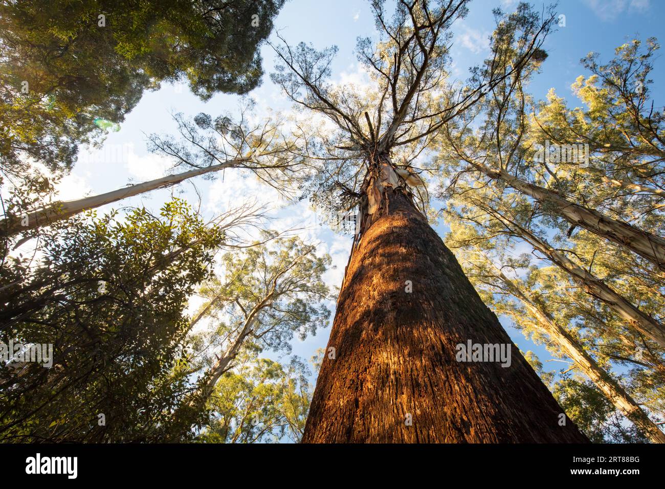 The trees and pathways of Sherbrooke Forest in the Dandenong Ranges on ...