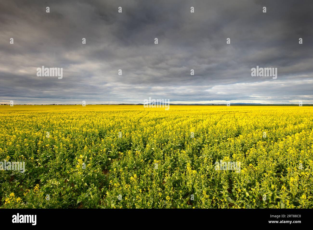 Canola fields shine on a stormy day inbetween Smeaton and Clunes in the ...