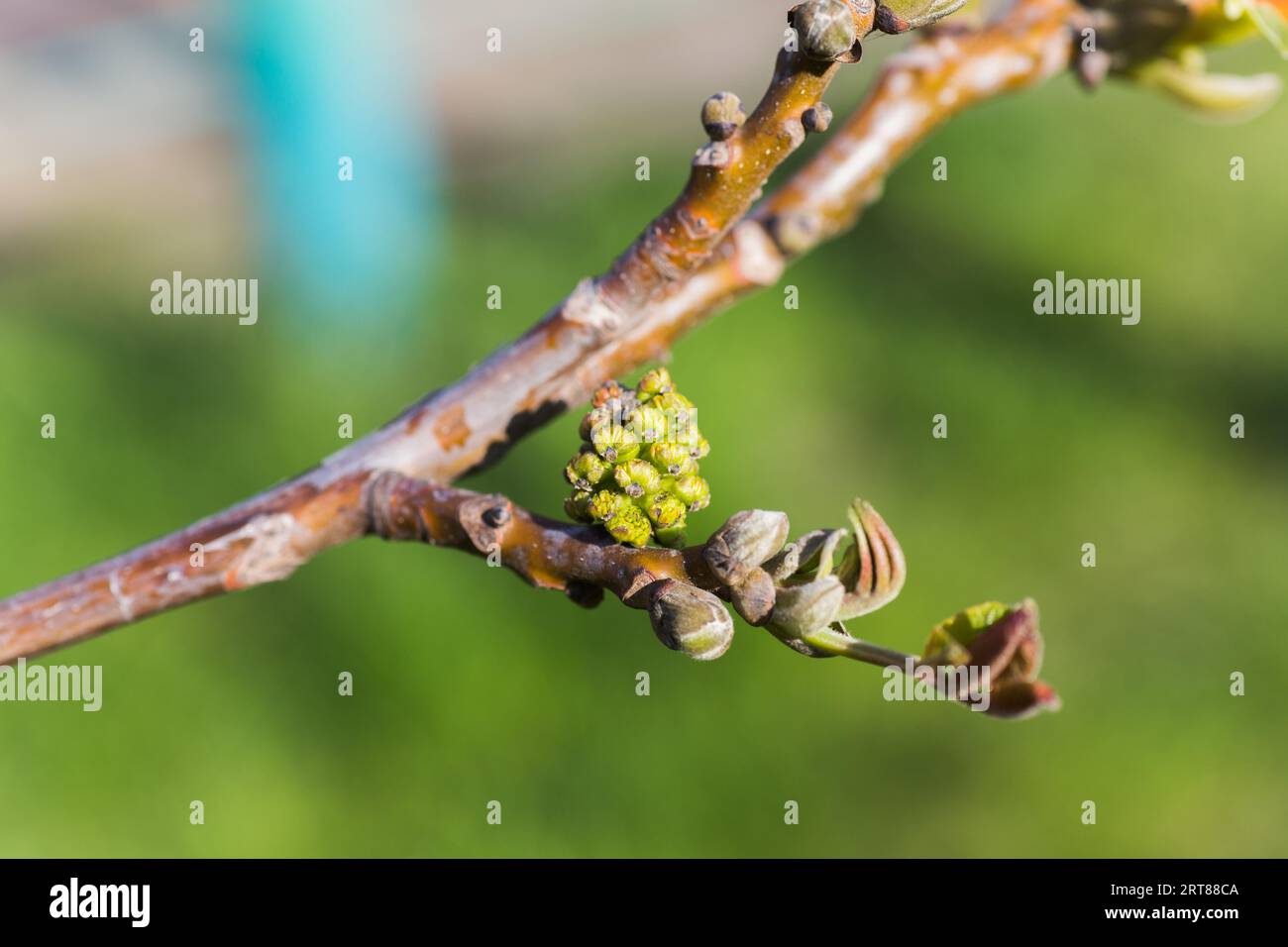 Walnut blooms. Walnuts young leaves and inflorescence on a city ...