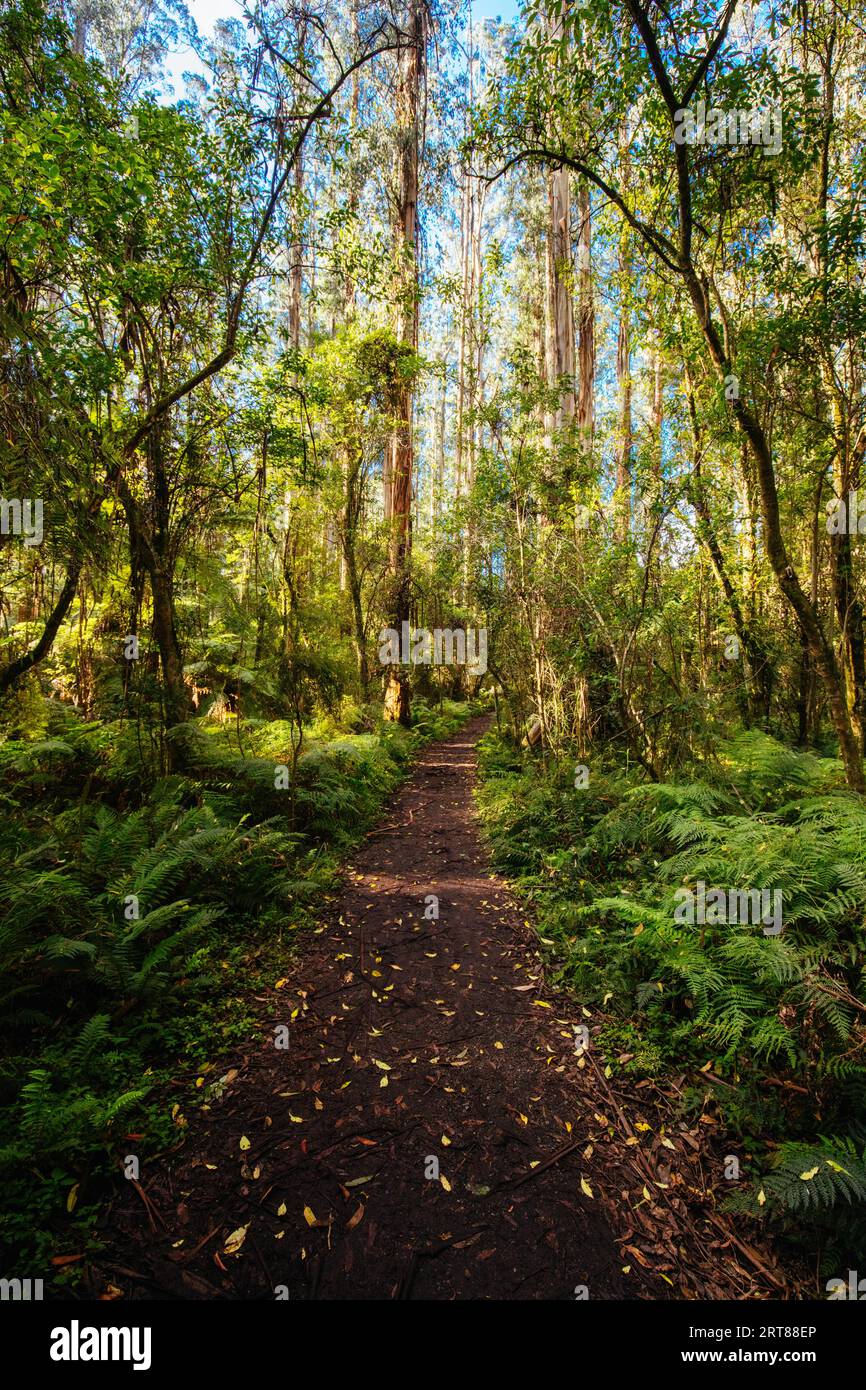Dandenong ranges autumn hi-res stock photography and images - Alamy