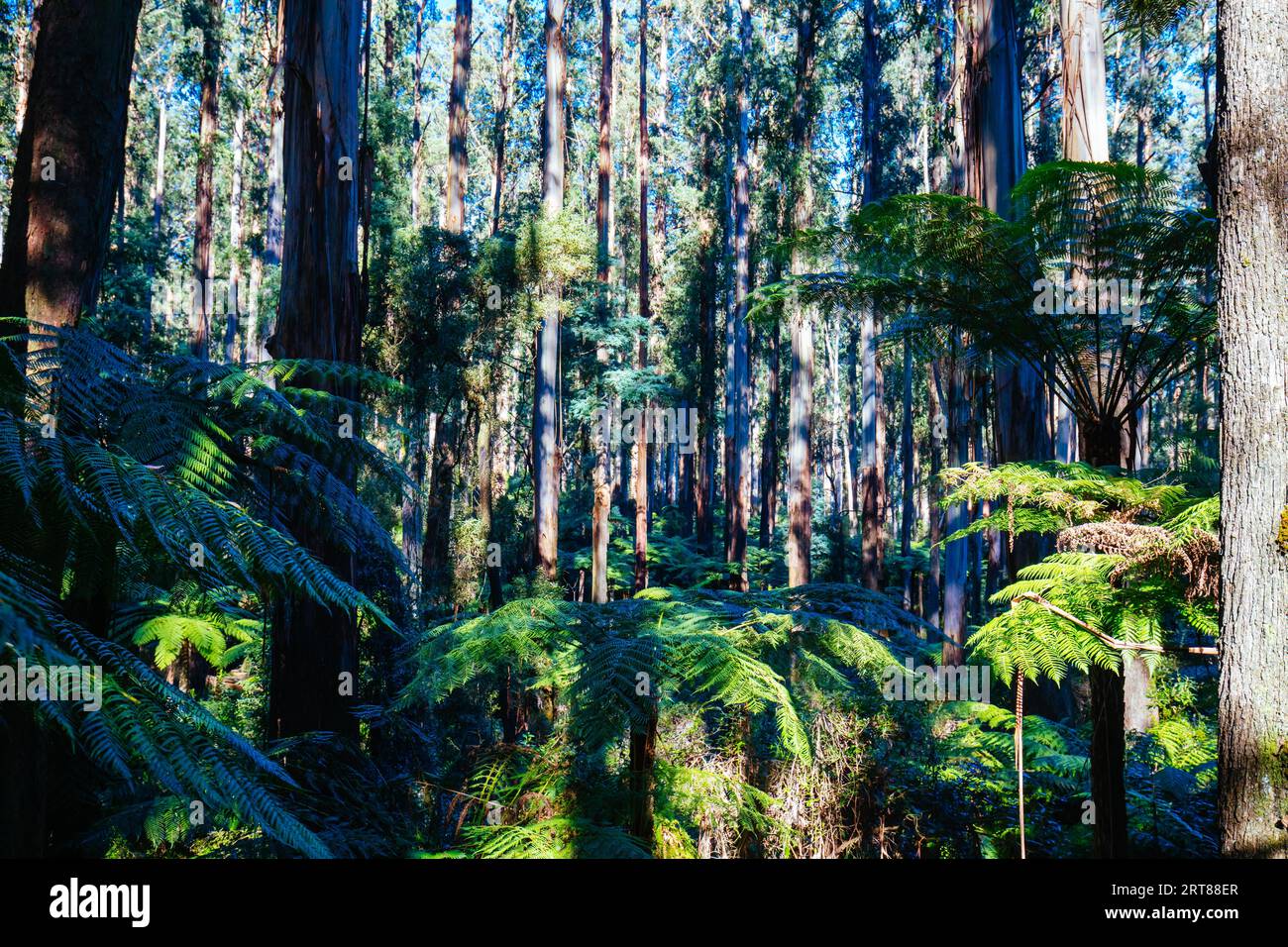 The trees and pathways of Sherbrooke Forest in the Dandenong Ranges on ...