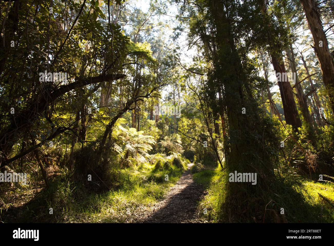 The trees and pathways of Sherbrooke Forest in the Dandenong Ranges on ...