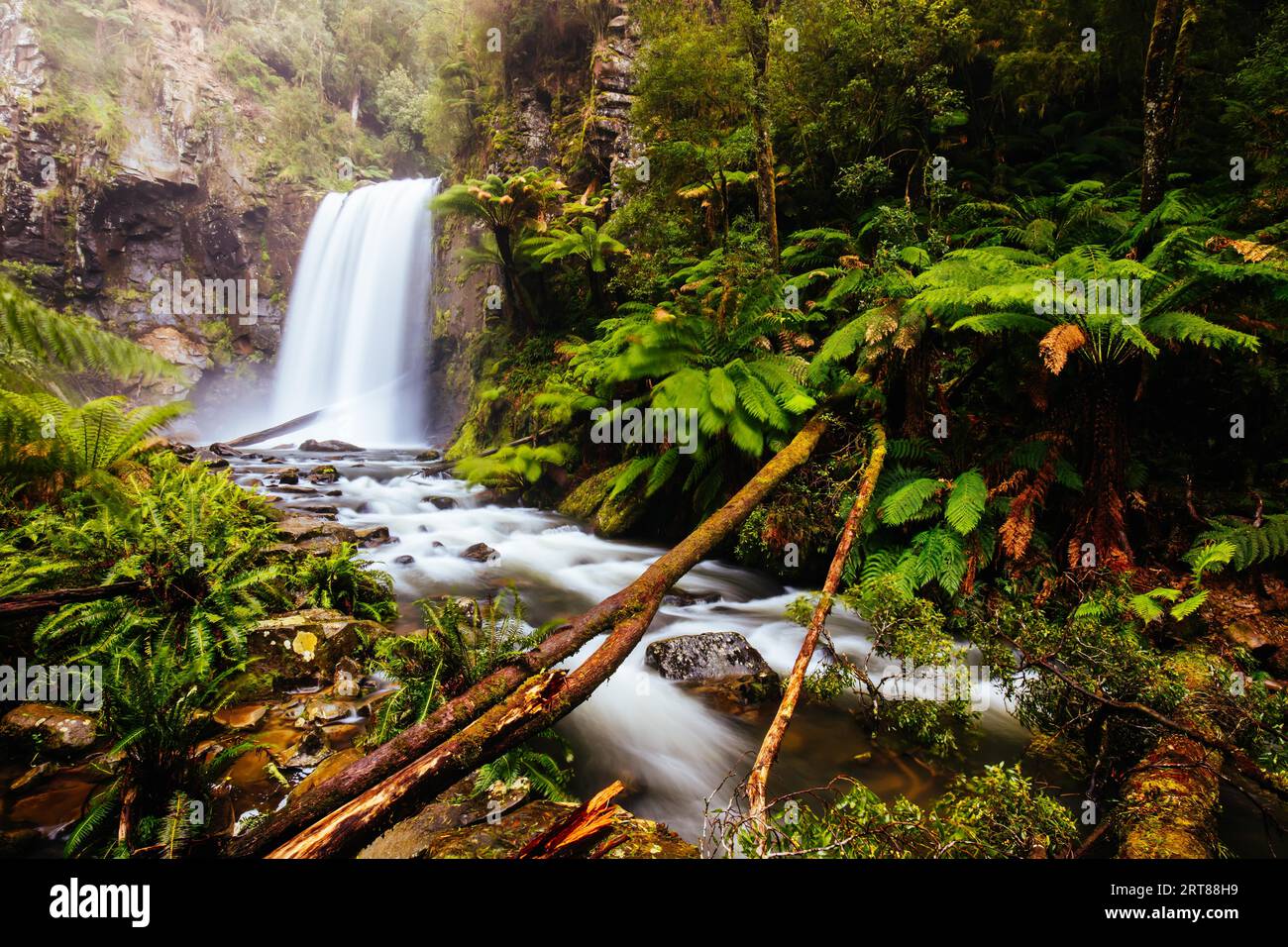 Australia victoria forest wooded park hi-res stock photography and ...