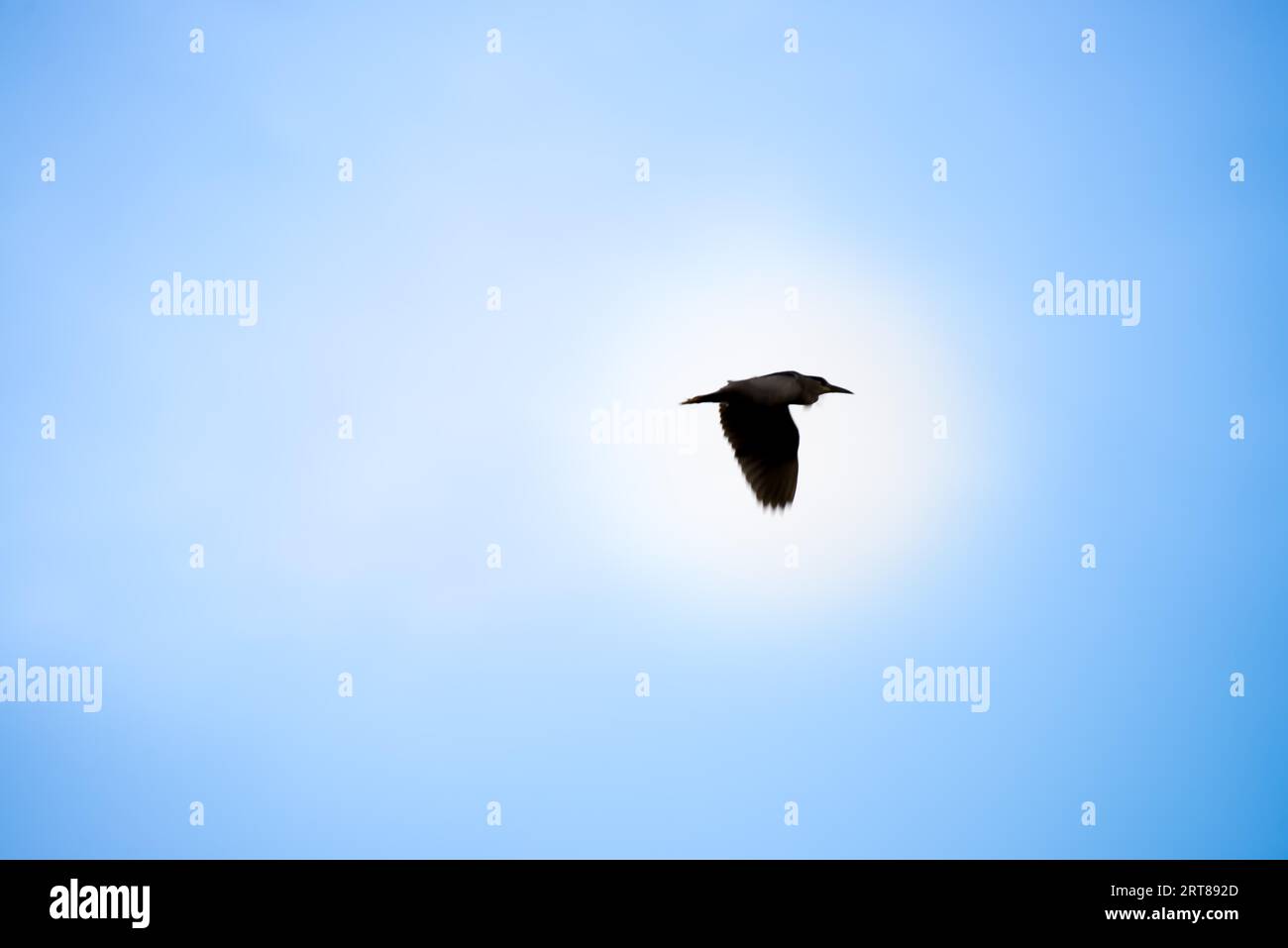 Black crowned bird flying high with blue sky as background Stock Photo ...