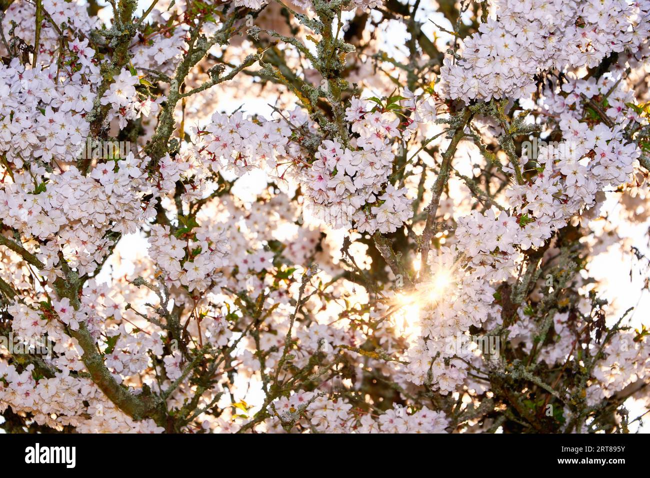 Cherry cultivation area hi-res stock photography and images - Alamy