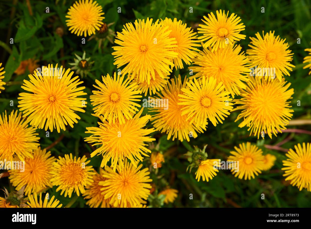 Group of dandelion Stock Photo - Alamy