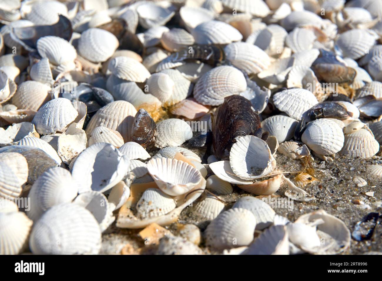 Group of white sea shells on beach Stock Photo - Alamy